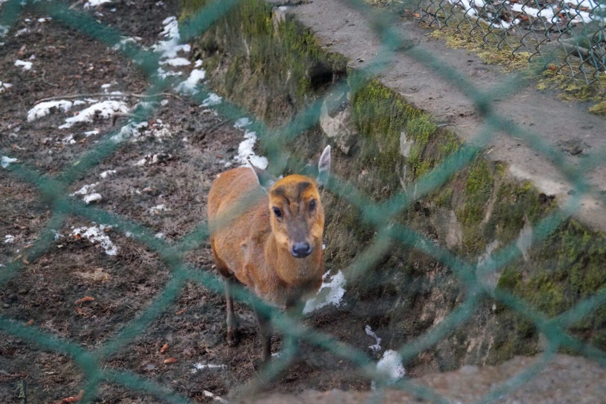 Shimla, attractions: a colonial city next to the Himalayas - Sin ...