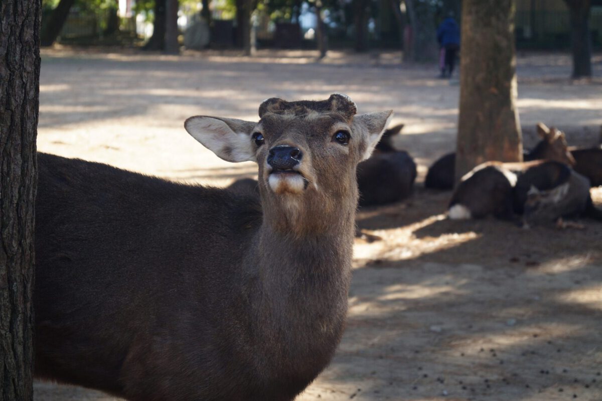 El Parque de Nara y sus ciervos sagrados: lugarés de interés - Sin ...
